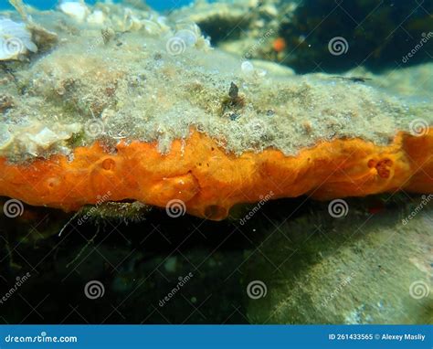 Red Encrusting Sponge Or Orange Red Encrusting Sponge Crambe Crambe