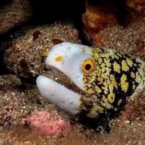 Snowflake Eel In Its Natural Habitat
