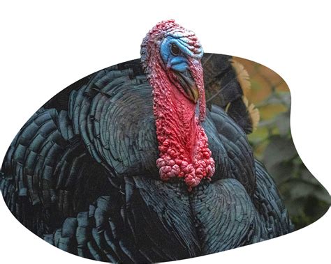 Sponsor Gregory Peck Raystede Centre For Animal Welfare