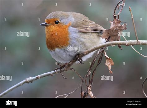 Robin hi-res stock photography and images - Alamy