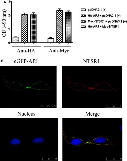 Co Expression And Co Localization Of Apj And Ntsr1 Determination Of Co Expression And Co Localization Of Apj And Ntsr1 Determination Of