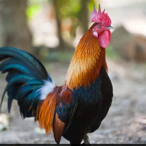 How Are Chicken Eggs Fertilized • Longbourn Farm