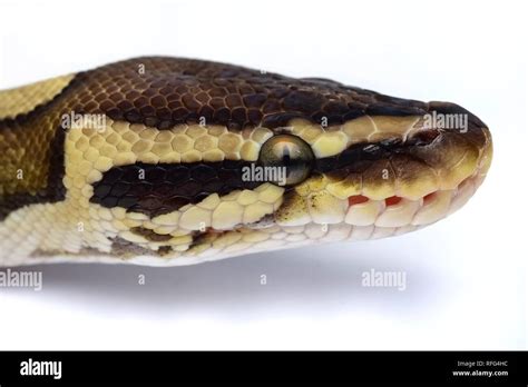 Ball Python Python Regius Stock Photo Alamy