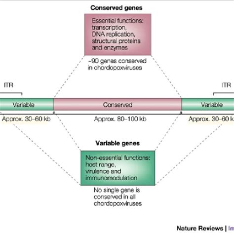 Sequencing Dna Inserts Of Randomly Selected Recombinant Clones Insert