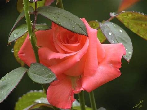 عکس های مقبول