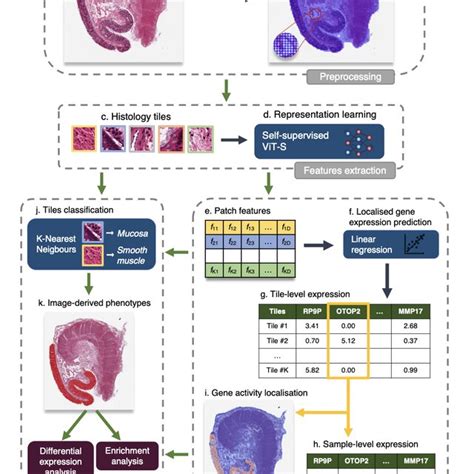 Schematic Representation Of Using Self Supervised Representations