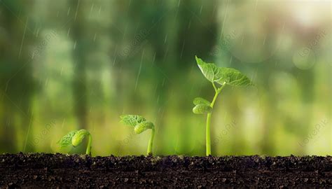 Plant Sprout Download Free Banner Background Image On Lovepik 401905053
