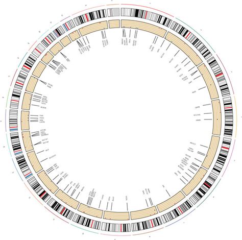 Genetic Mutational Landscape Of Aams In Gc A Expression Download Scientific Diagram