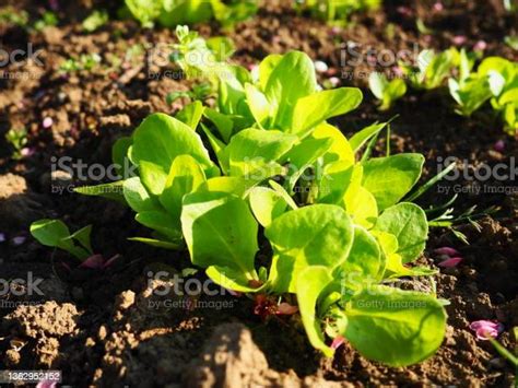 필드에서 자라는 아기 양상추 신선한 녹색 잎 식물 재배 및 농업 농장에서 채소산업 생산 건강관리와 의술에 대한 스톡 사진 및 기타 이미지 Istock