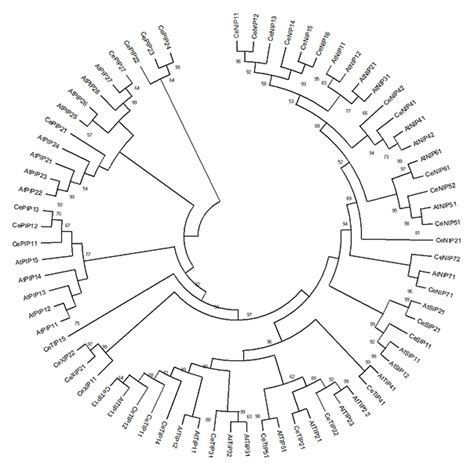 Phylogenetic Tree Of C Eugenioides And A Thailana Using The Standard