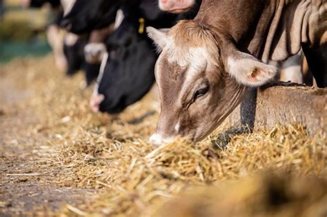 Premium Photo | Cows eating food at the farm