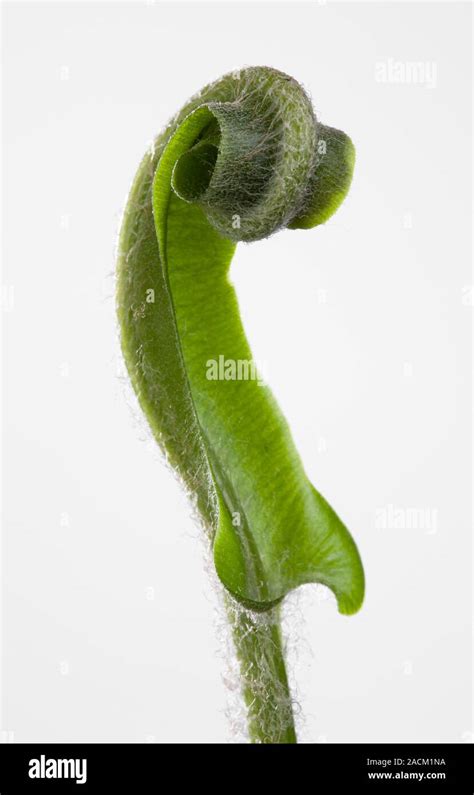 Harts Tongue Fern Asplenium Scolopendrium Leaf Developing New Leaf
