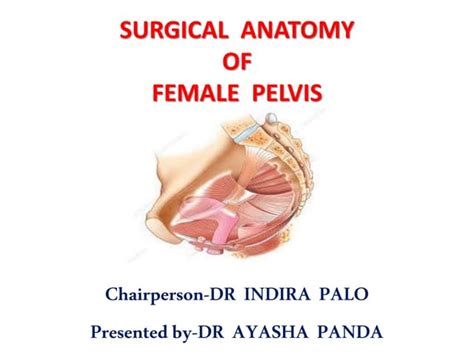 Anatomy Of Pelvic Structures And Its Correlation Pptx