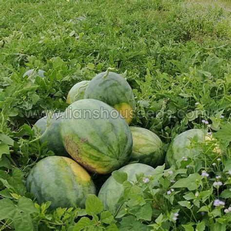 Ws65 Seedless Watermelon Seed Variety