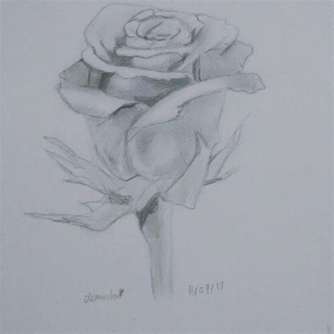 How To Draw A Realistic Rose Art Amino