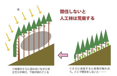 人工林の科学／森林講義編4（荒廃人工林はどうしてできるのか？ なぜ崩れるのか？）｜大内正伸
