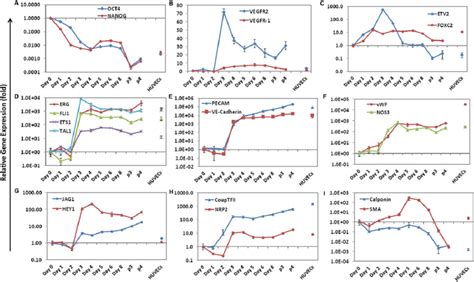 Time Course Analysis Of The Gene Expression During Endothelial Cell