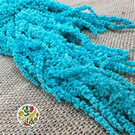 Amaranthus Trailing Coloured Various Options Porters Foliage Ltd Amaranthus Trailing Coloured Various Options Porters Foliage Ltd