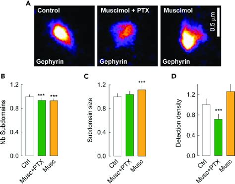 Gaba A R Conformational States Regulate The Nanoscale Distribution Of