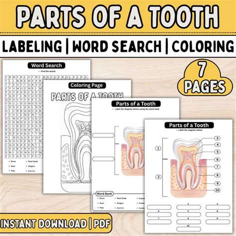 Tooth Anatomy Parts Of A Tooth Labeling Diagramworksheetswordsaerch