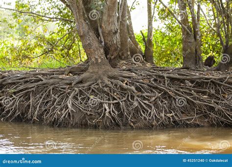 Drought Tree Root Exposure By Riverbank Stock Photo Image Of Stream Vegetation 45251240