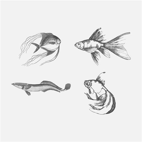 Fish Shape Vector Art Icons And Graphics For Free Download