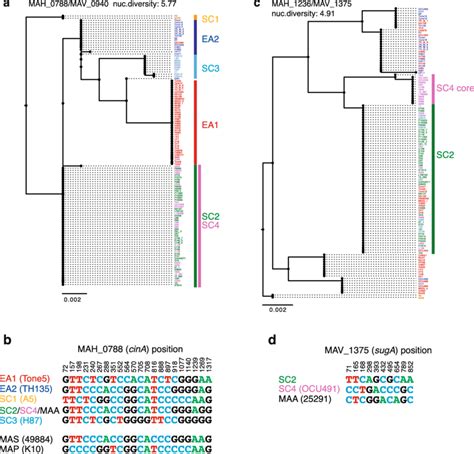 Chromosomal Loci Carrying Lineage Specific Alleles A Maximum Download Scientific Diagram