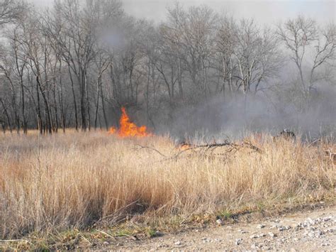 Free Picture Forest High Grass Burn