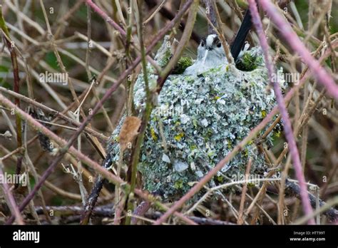 Long Tailed Tit Building A Newly Constructed Nest Within Brambles