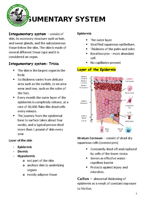 Integumentary System Notes Integumentary System Consist Of Skin Its Accessory Structure