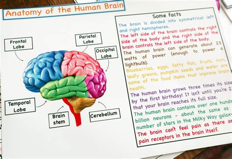 Parts Of The Brain Game At Milla Gadsdon Blog