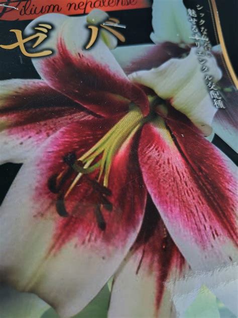 ゆり球根 ユリ ゼバ 花球根 1球 メルカリ