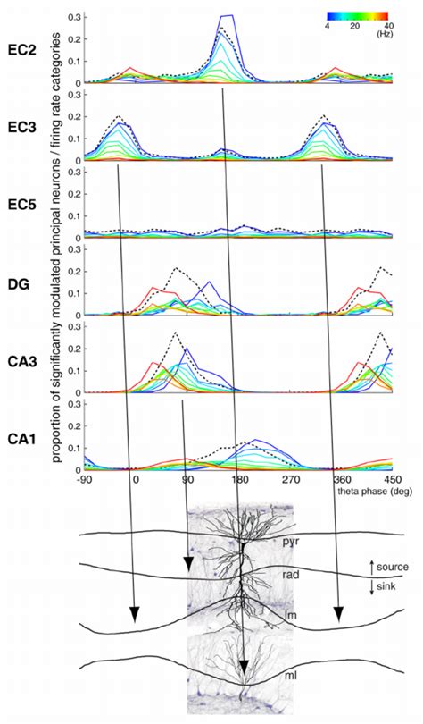 Temporal Relationship Between Layerregion Specific Firing Patterns And