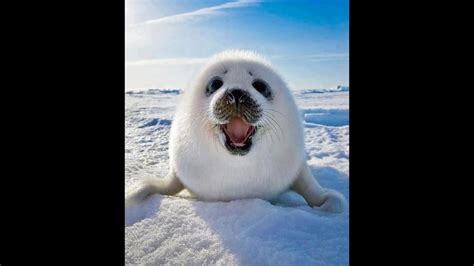 귀여운 하프물범 잠꼬대 중 ㅋ Youtube