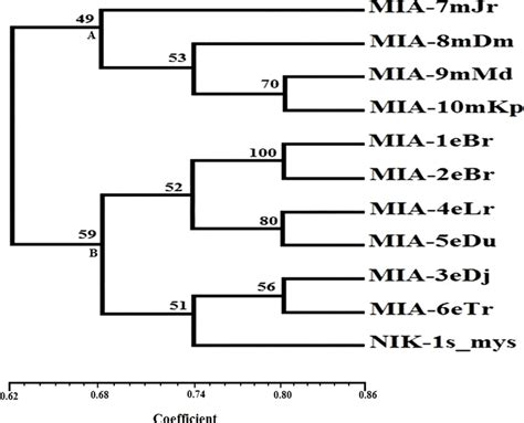 b dendrogram constructed from rapd data showing genetic relationships