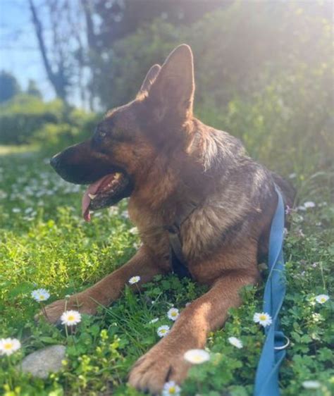 Cassiopea Vitadacani Odv