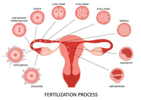 Basics Of Human Reproduction Educational Resources K12 Learning Life
