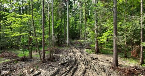 Logs Of Trees Lie On The Ground Among Green Trees Logging