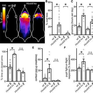 Hoxb Knockout Mice Display Sex Linked Over Grooming And Anxiety Like Download Scientific
