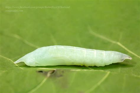 Pelopidas Assamensis Great Swift ผีเสื้อบินเร็วอัสสัม