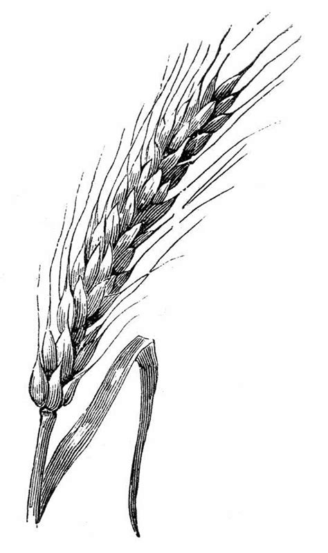 Wheat Sketch Wheat Tattoo Wheat Drawing Sketches
