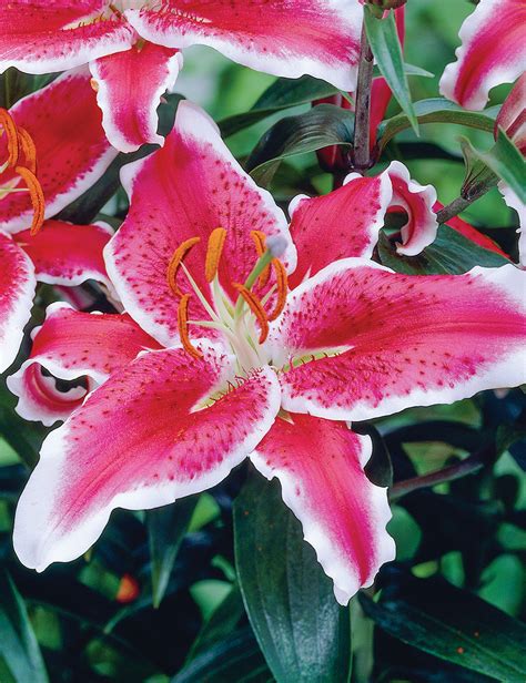 Pixie Oriental Lilium Star Romance Tesselaar