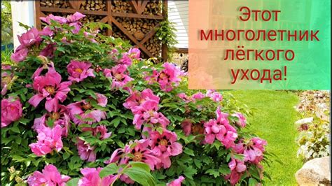 Пион древовидный. Лучшие многолетники для сада. Уход , опыт выращивания ...