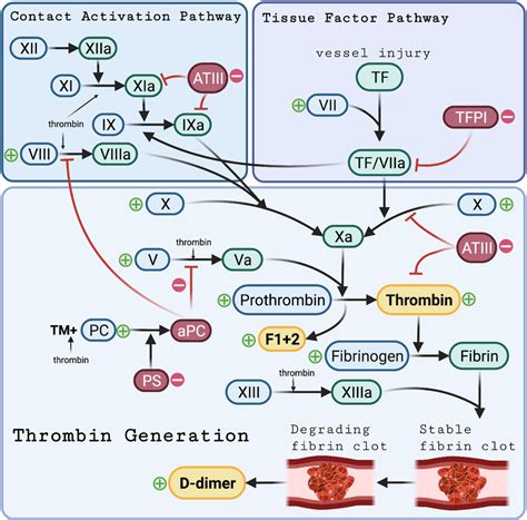 Schematic Overview Of The Coagulation System And Changes Induced By Download Scientific Diagram