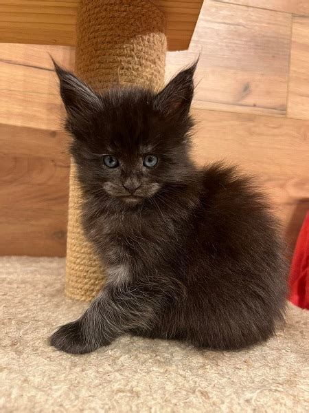 Maine Coon Queen Heiress Eowyn