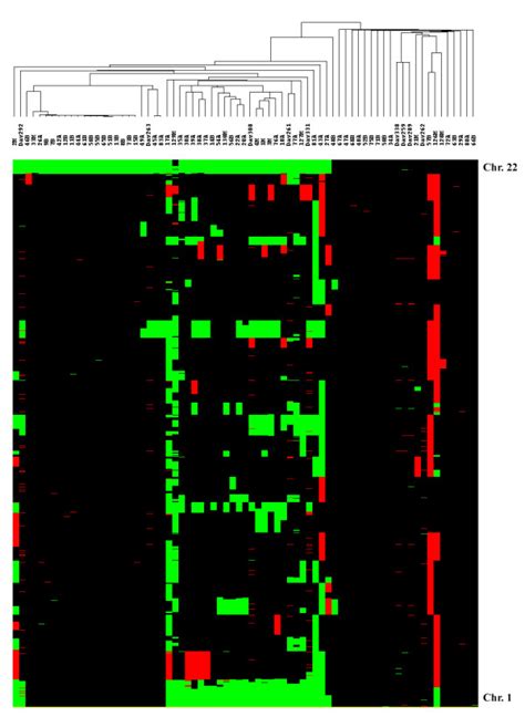 tree view of unsupervised hierarchical cluster analysis of meningiomas