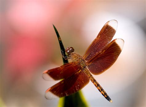 잠자리 곤충 식물 Pixabay의 무료 사진 Pixabay