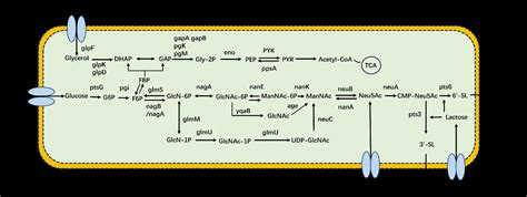 Advances In The Biosynthesis And Application Of Sialyllactose