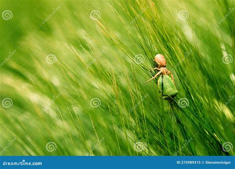 Running Crab Spider Killing Green Forest Bug In Barley Field Stock
