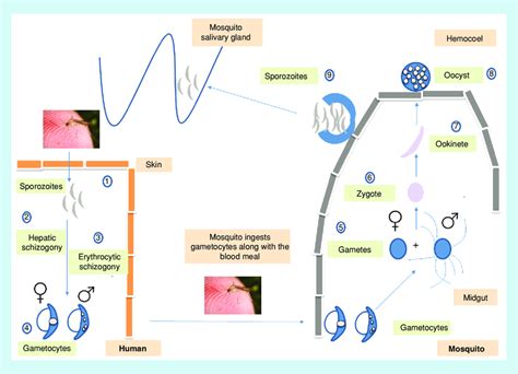 Life Cycle Of Malaria Parasite Plasmodium Falciparum Focusing On